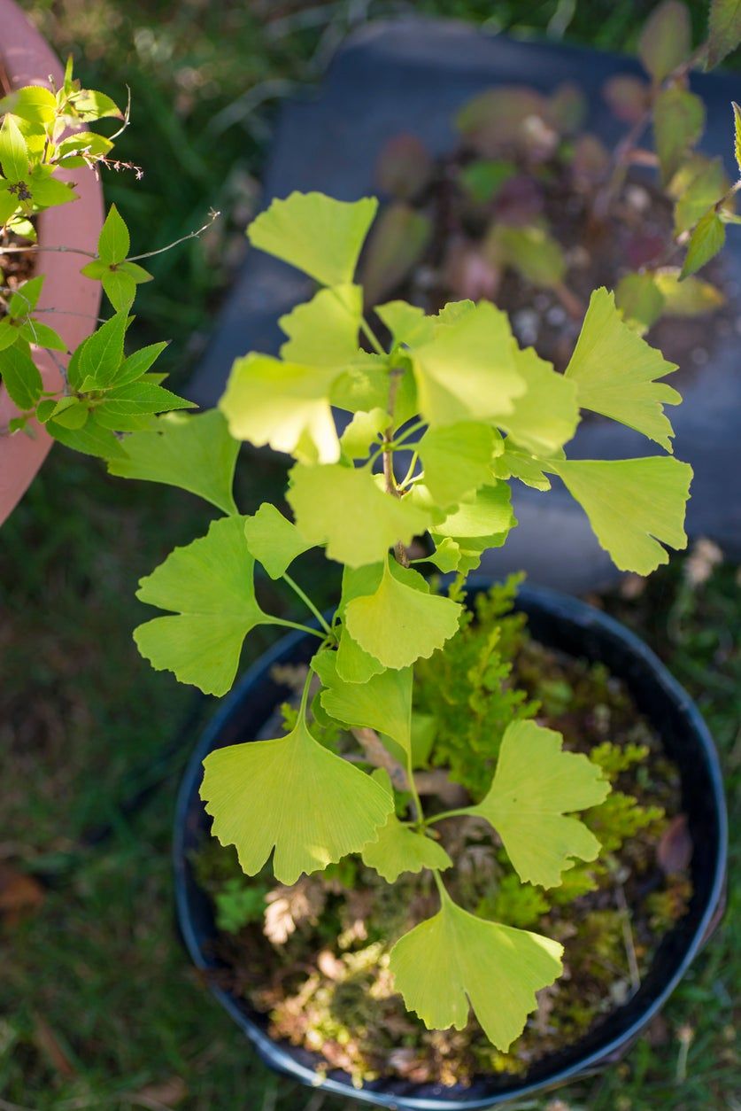 Ginkgo Plant Reproduction: Learn About Propagating Ginkgo Trees ...