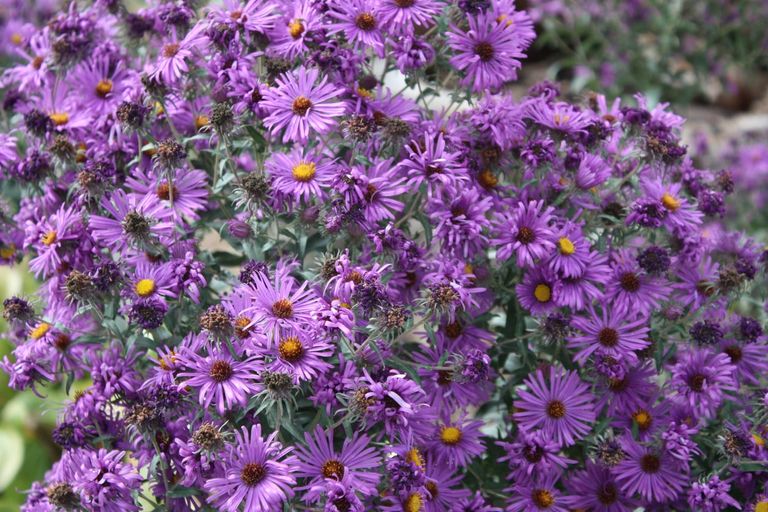 Purple Aster Varieties: Choosing And Growing Asters That Are Purple ...