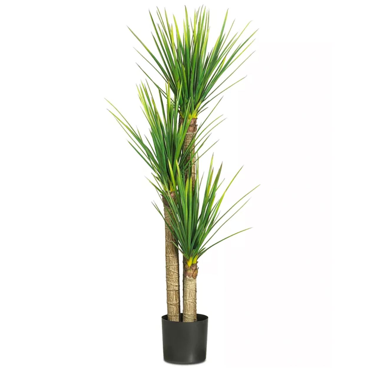 Yucca plant care according to an indoor plant expert | Homes and Gardens