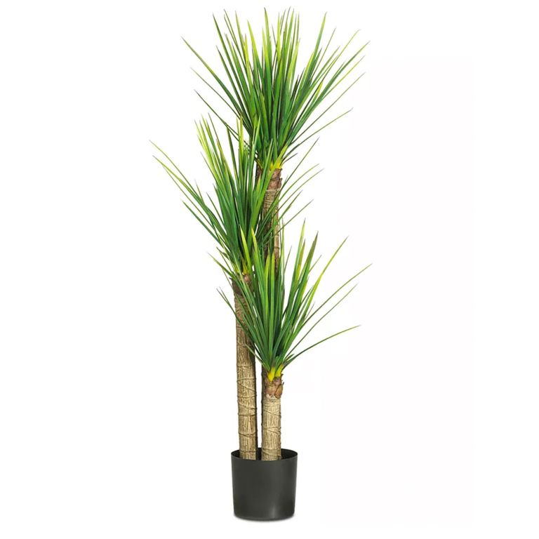 Yucca plant care according to an indoor plant expert | Homes and Gardens