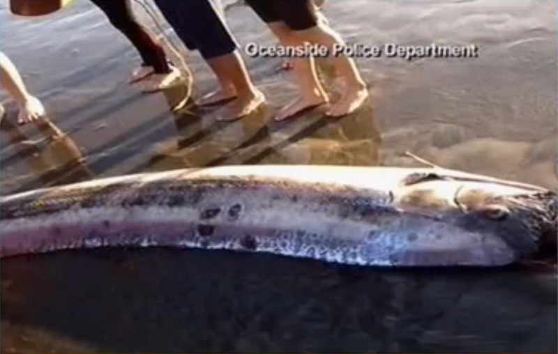 Oarfish: Photos of world's longest bony fish | Live Science