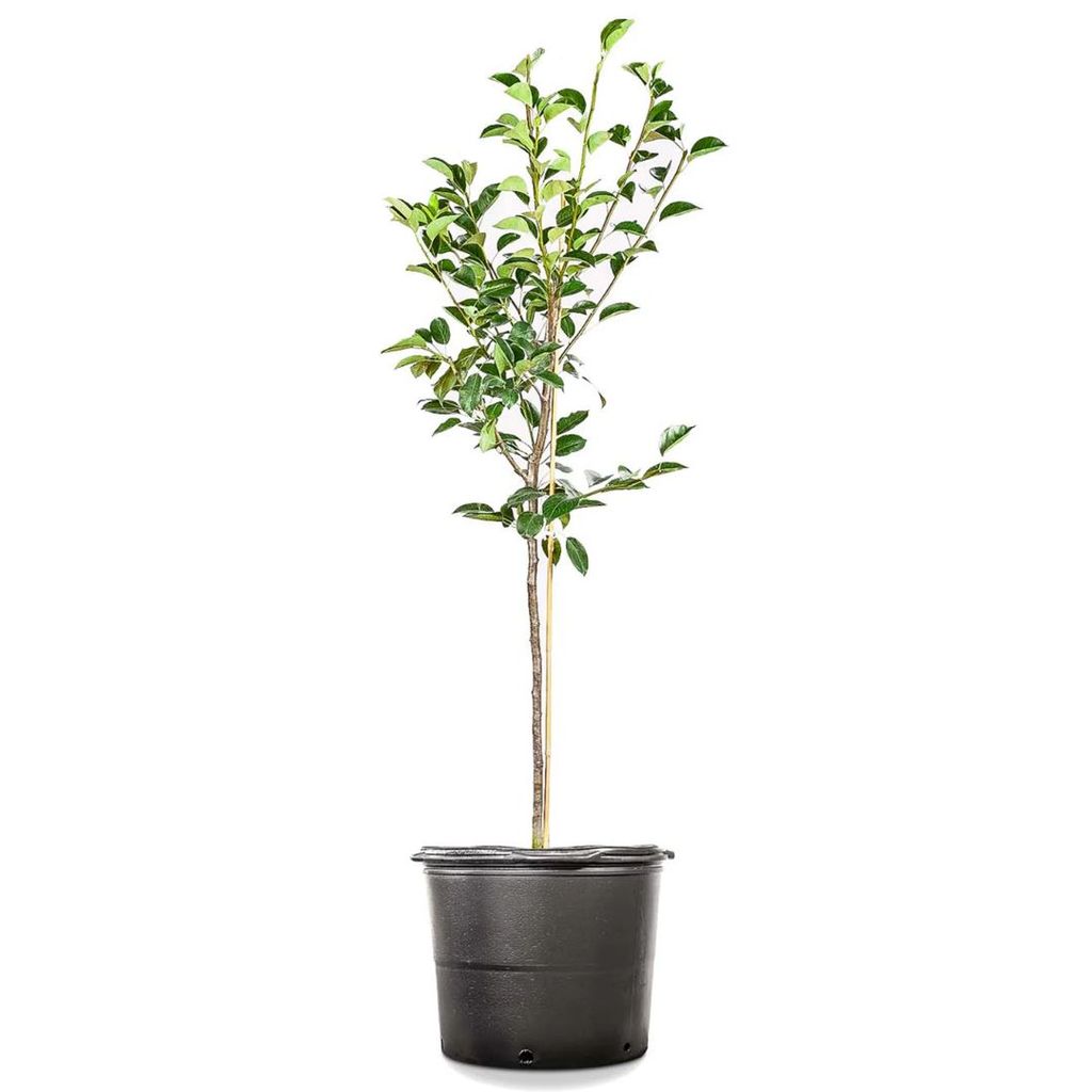 Best Trees to Grow in Pots – 15 Expert-Recommended Picks | Livingetc