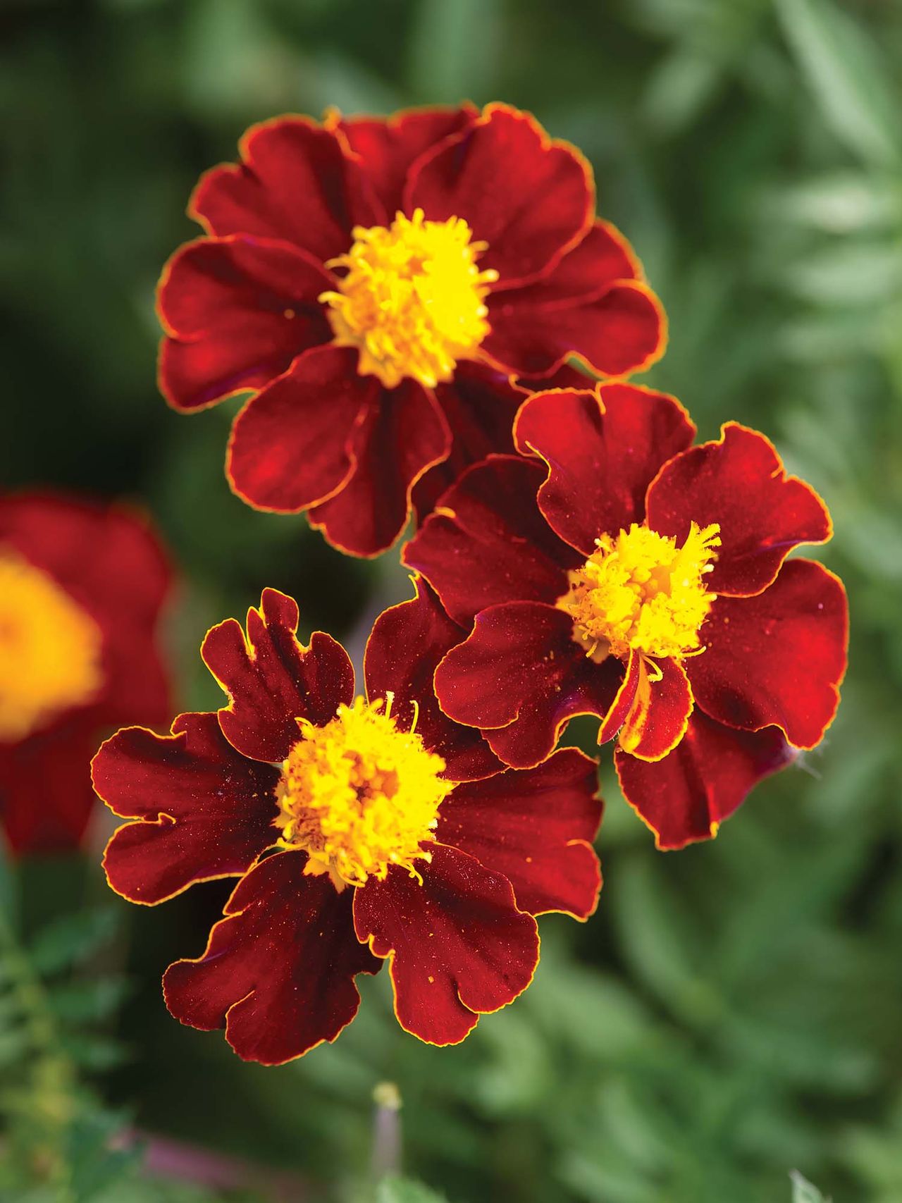 Best fast-growing flowering annuals: for colorful blooms | Homes and ...