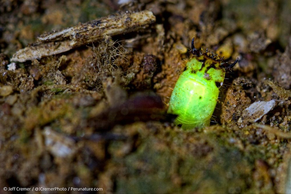 Photos: A Green Glow Worm from the Amazon | Live Science