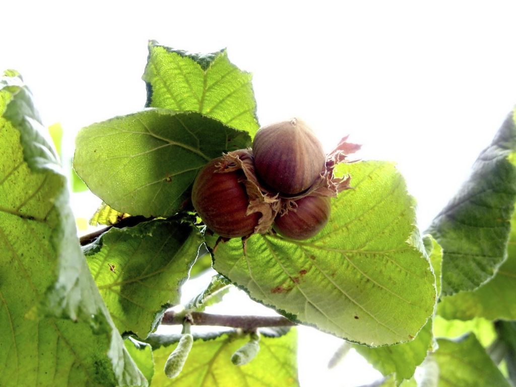 How Do I Harvest Hazelnuts - Tips On Harvesting Hazelnuts From Bushes ...