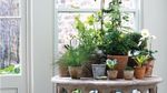 How to Use Capillary Matting to Water Greenhouse Seedlings | Homes and ...