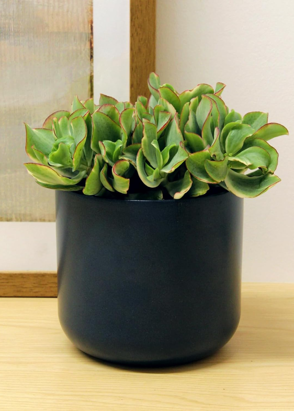 10 Jade Plants That Will Bring Good Vibes to Any Room | Livingetc