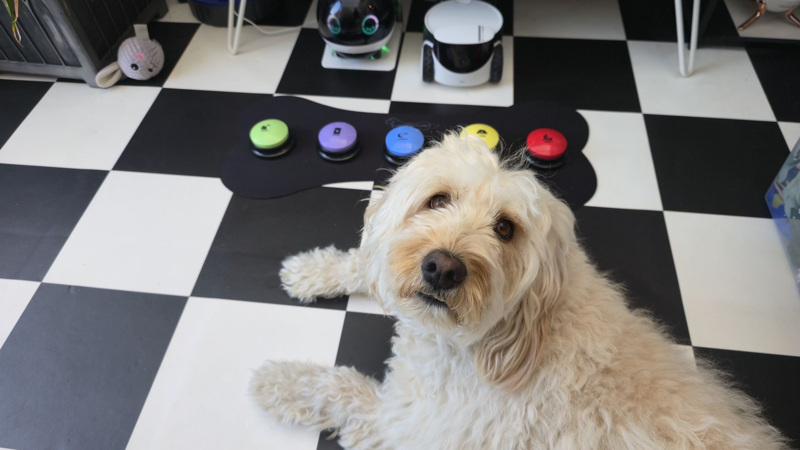 I tried the Amazon talking pet buttons – here's how it went | PetsRadar