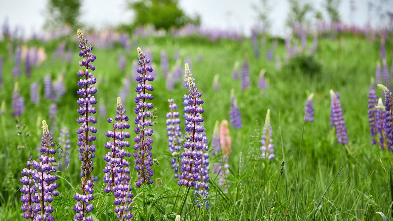 How to grow lupine: a late-spring cottage garden staple | Homes and Gardens