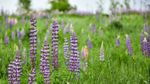 How to propagate lupines: expert advice on making new plants | Homes ...