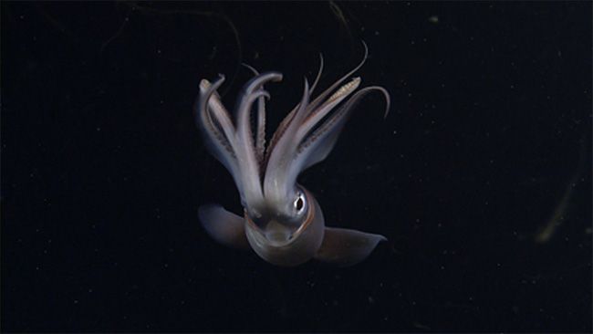 Huge Squid Dive to Astounding Depths, Tracking Reveals | Live Science