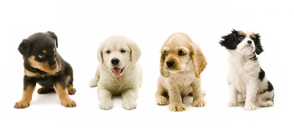 How to choose the perfect dog to fit your lifestyle, family and home ...