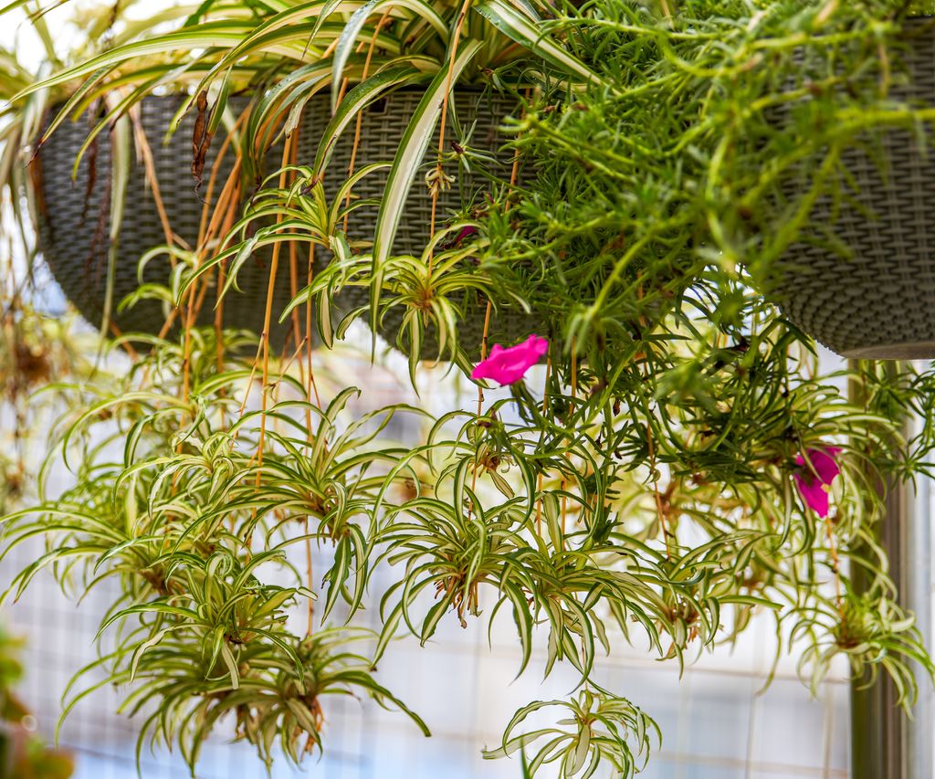 How To Grow A Variegated Spider Plant – And Fun Types To Try ...