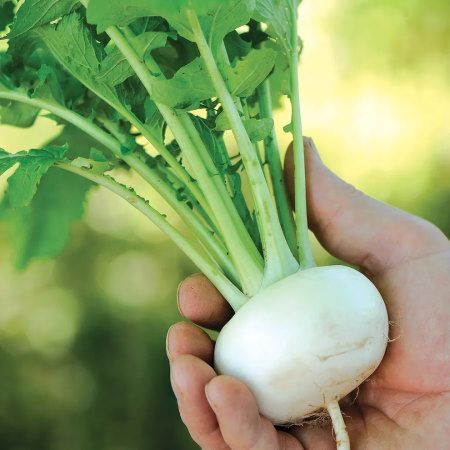 How to grow turnips - from sowing seeds to harvesting roots | Homes and ...