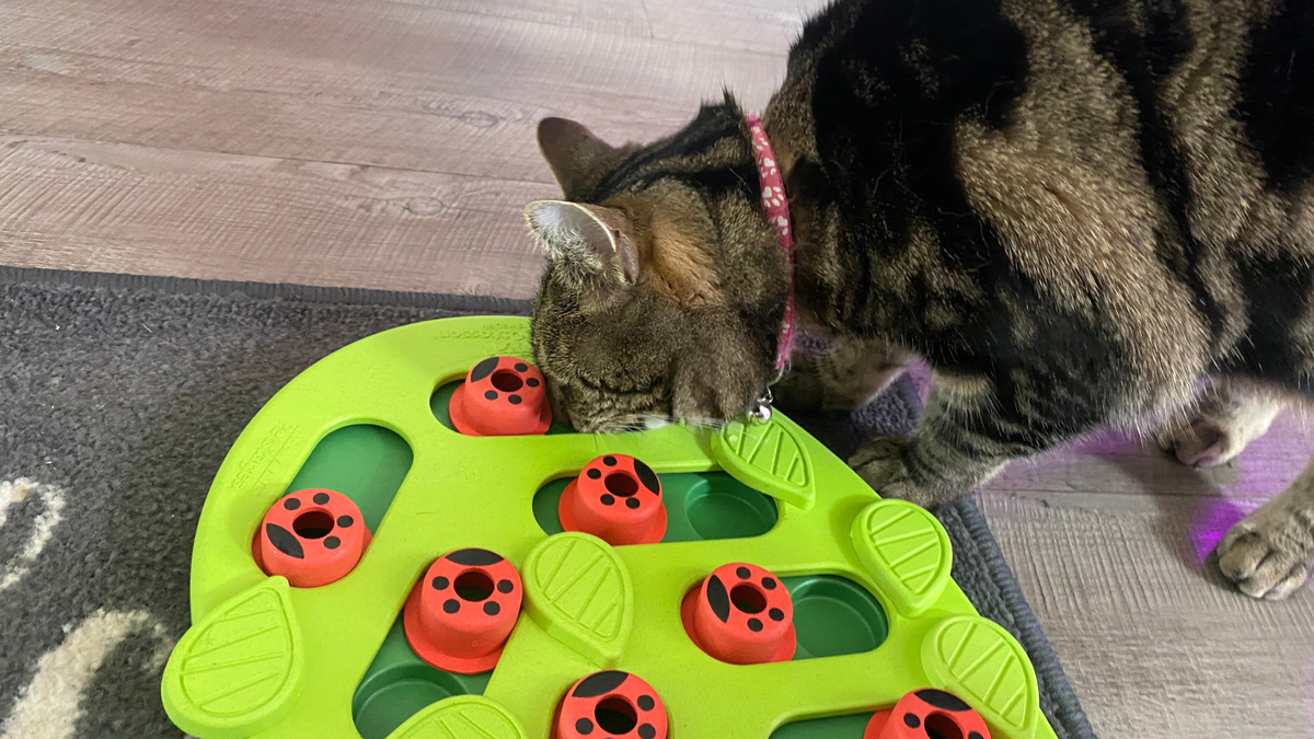 I tested the best cat puzzle feeders to help my cats' digestion – here ...