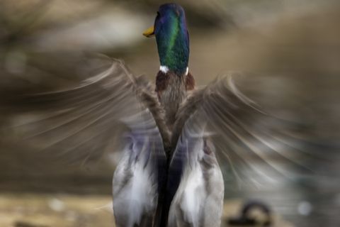 Use a slow shutter speed to inject movement into your wildlife ...