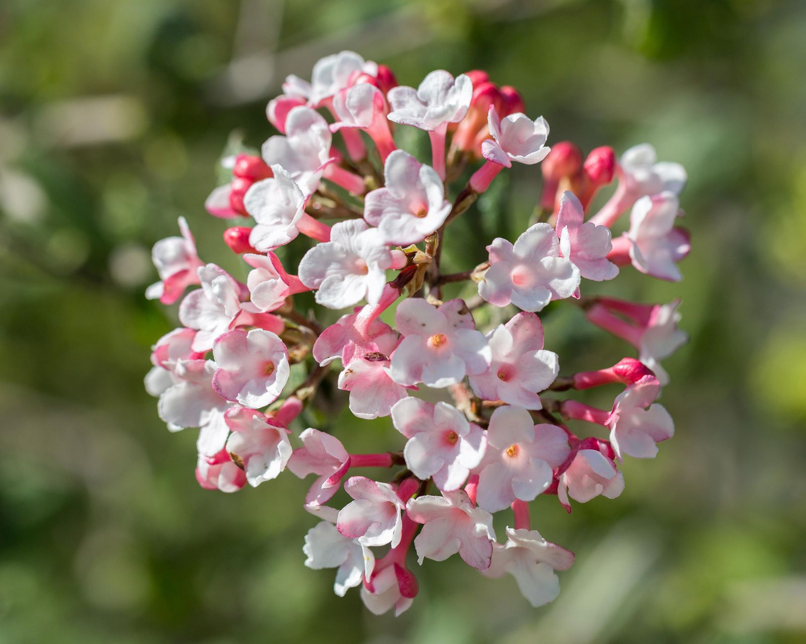 Types of viburnum: 16 evergreen and deciduous varieties for your plot ...