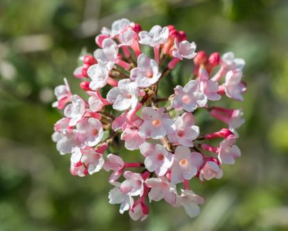 Types of viburnum: 16 evergreen and deciduous varieties for your plot ...