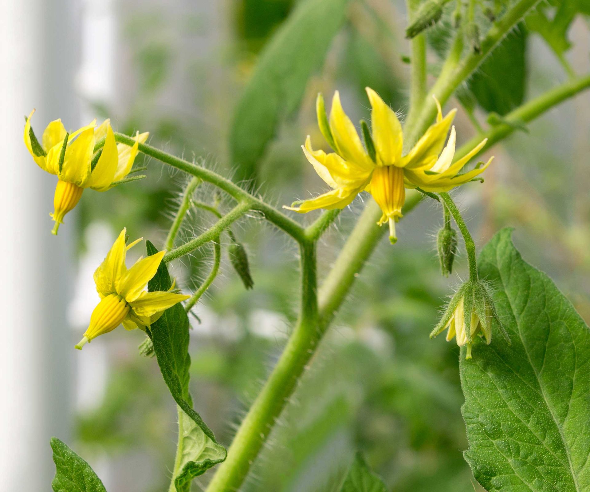 How to hand-pollinate plants: an expert guide | Homes and Gardens