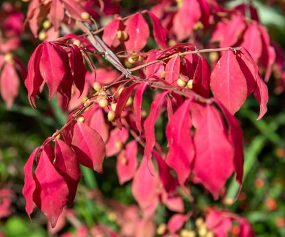 When to prune burning bush - know the right time to trim | Homes and ...