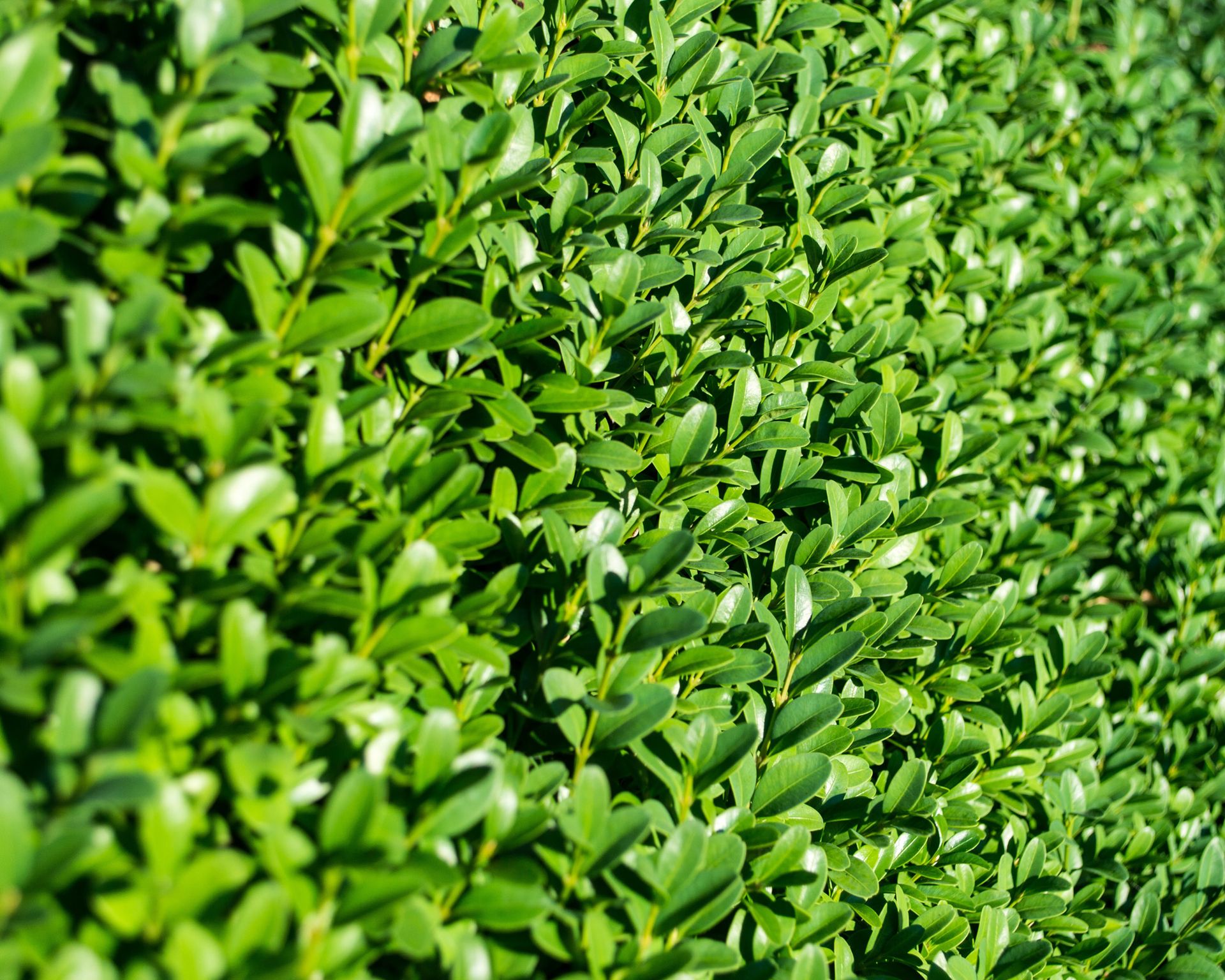 Best hedging plants: 12 choices for creating green garden boundaries ...