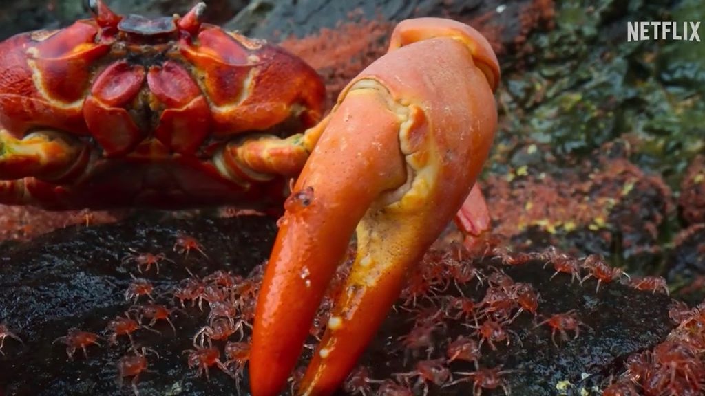 Watch cannibal crab gobble up baby crablets in Australia in David ...
