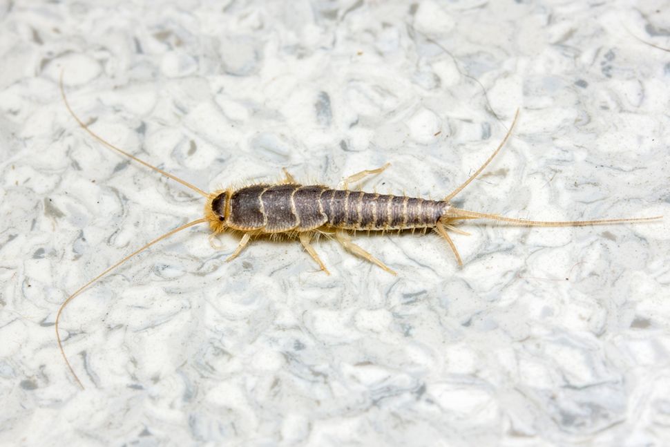 Photos: 15 Insects and Spiders That May Share Your Home | Live Science