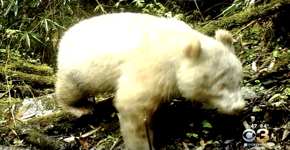 Rare albino panda captured on camera for the 1st time | The Week