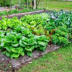 Ratoon Cropping In The Home Vegetable Garden | Gardening Know How