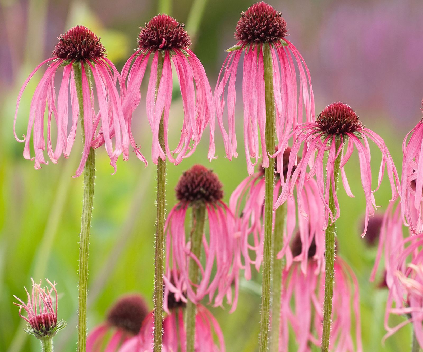Best coneflower varieties: 15 charming echinaceas for summer | Homes ...
