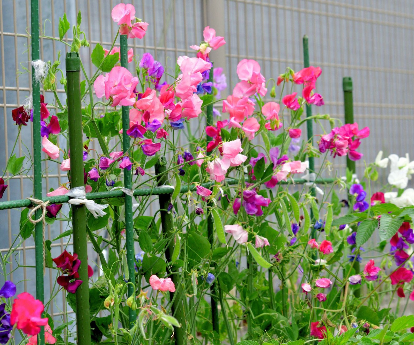 All About Plant Supports: How To Choose The Right One | Gardening Know How