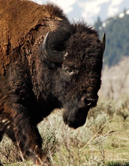 The World's Biggest Beasts: Here and Gone | Live Science