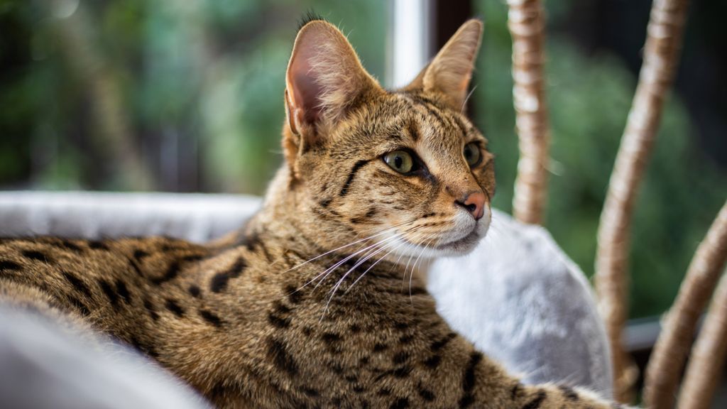 32 high energy cat breeds that will want to play with you | PetsRadar