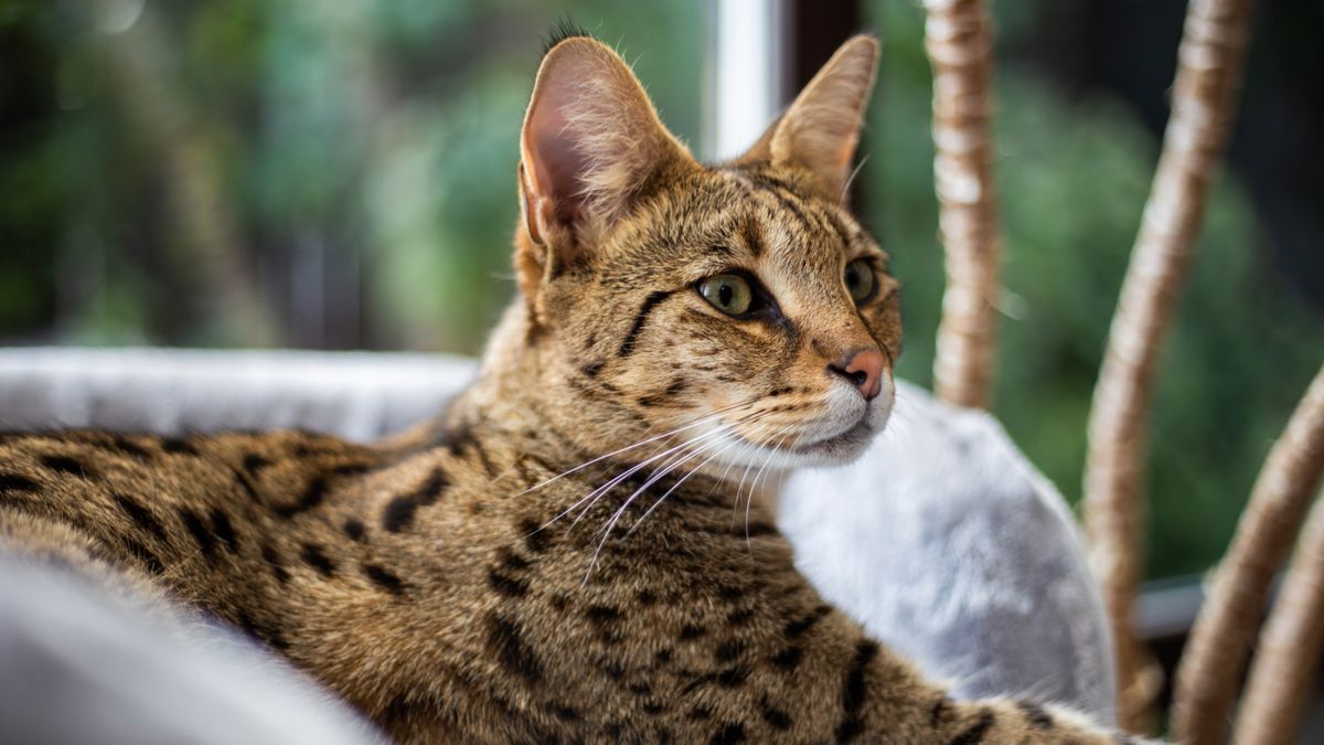 32 high energy cat breeds that will want to play with you | PetsRadar