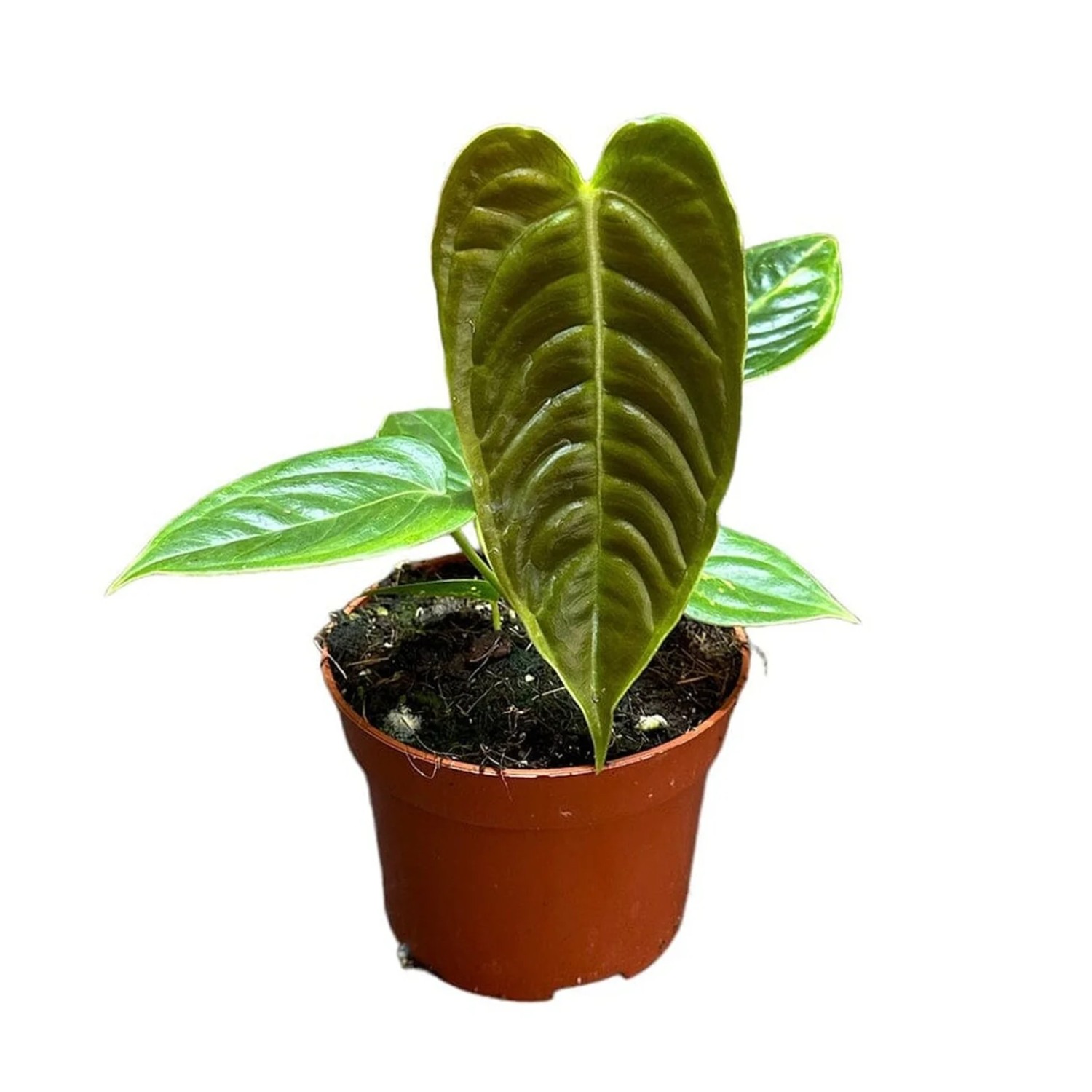 Types of Anthuriums — 5 Stylish Picks to Bring Home | Livingetc