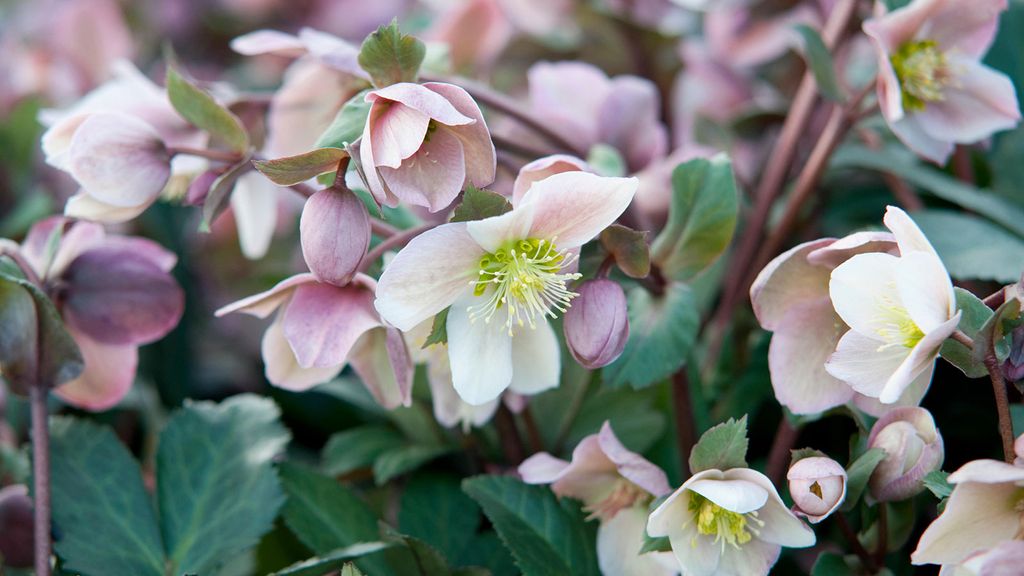 Hellebore varieties: 10 stunning types to grow | Homes and Gardens