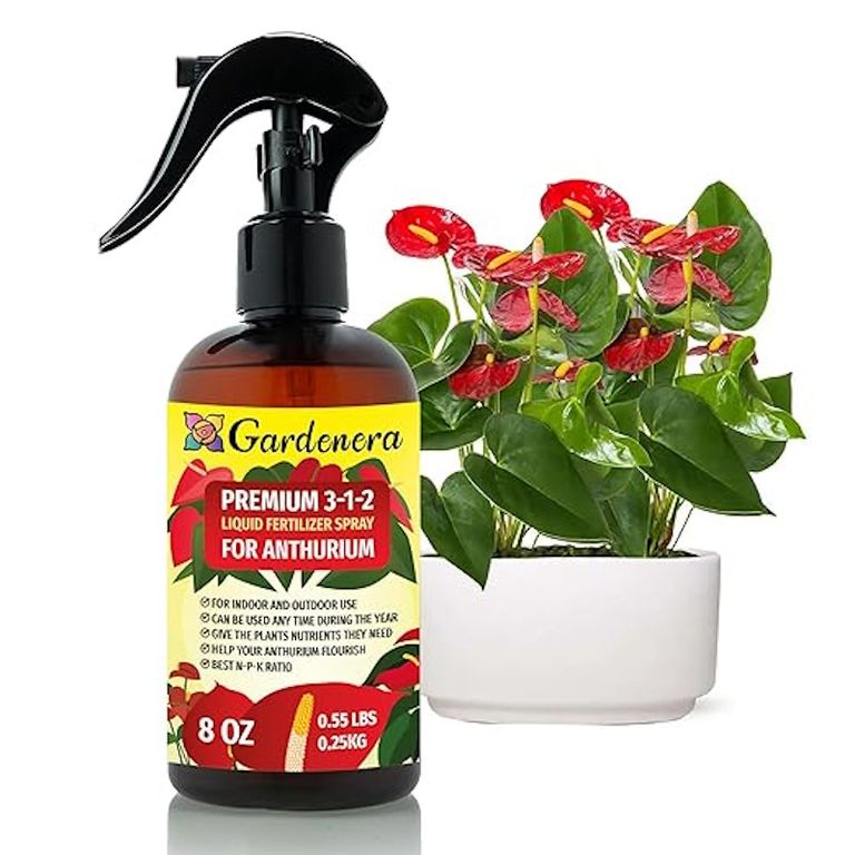How to fertilize anthuriums for more glorious blooms | Homes and Gardens