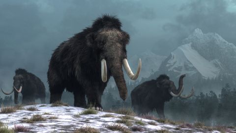 How would Earth be different if modern humans never existed? | Live Science