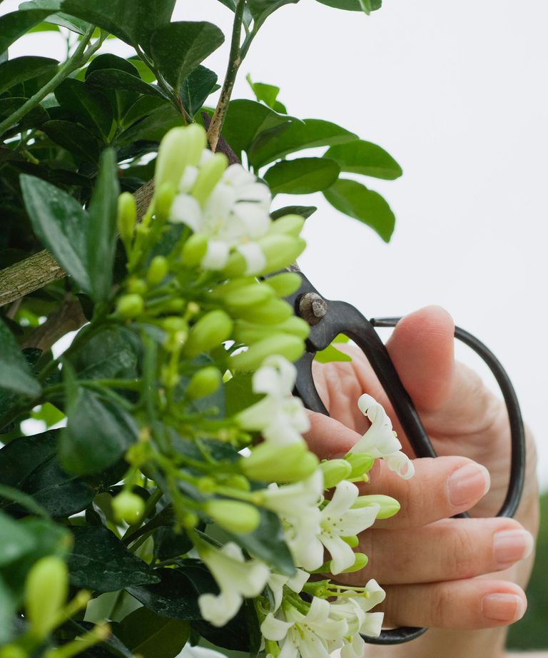 How to grow jasmine: expert tips on growing this scented climber ...