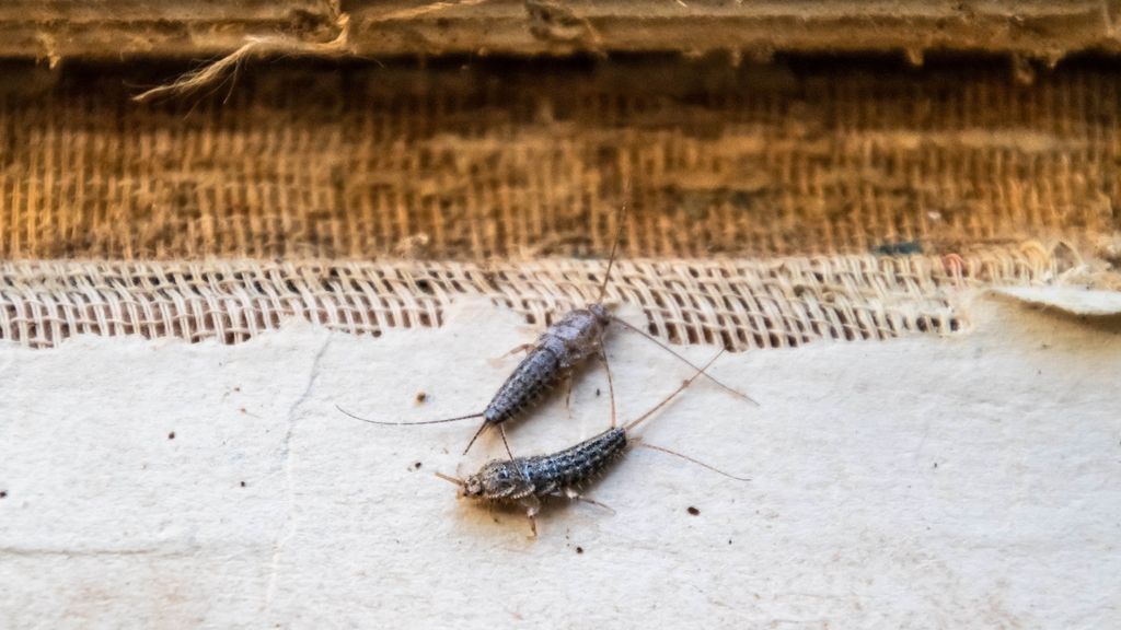How to get rid of silverfish in your home | Tom's Guide