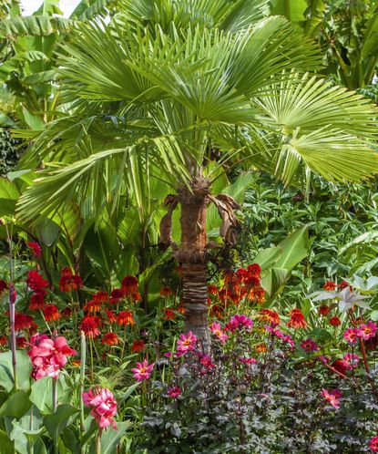 Best tropical plants: 24 top picks to give your plot an exotic look ...