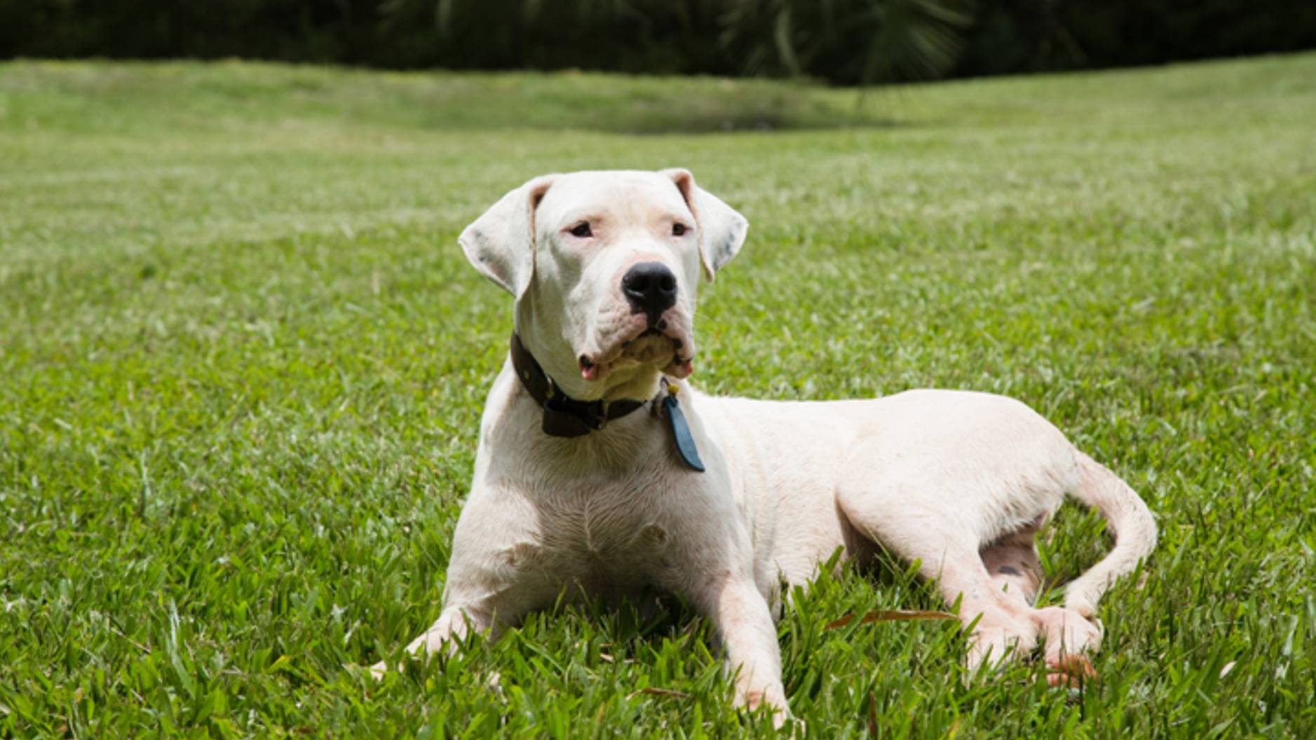 10 different types of Mastiff breeds to know | PetsRadar