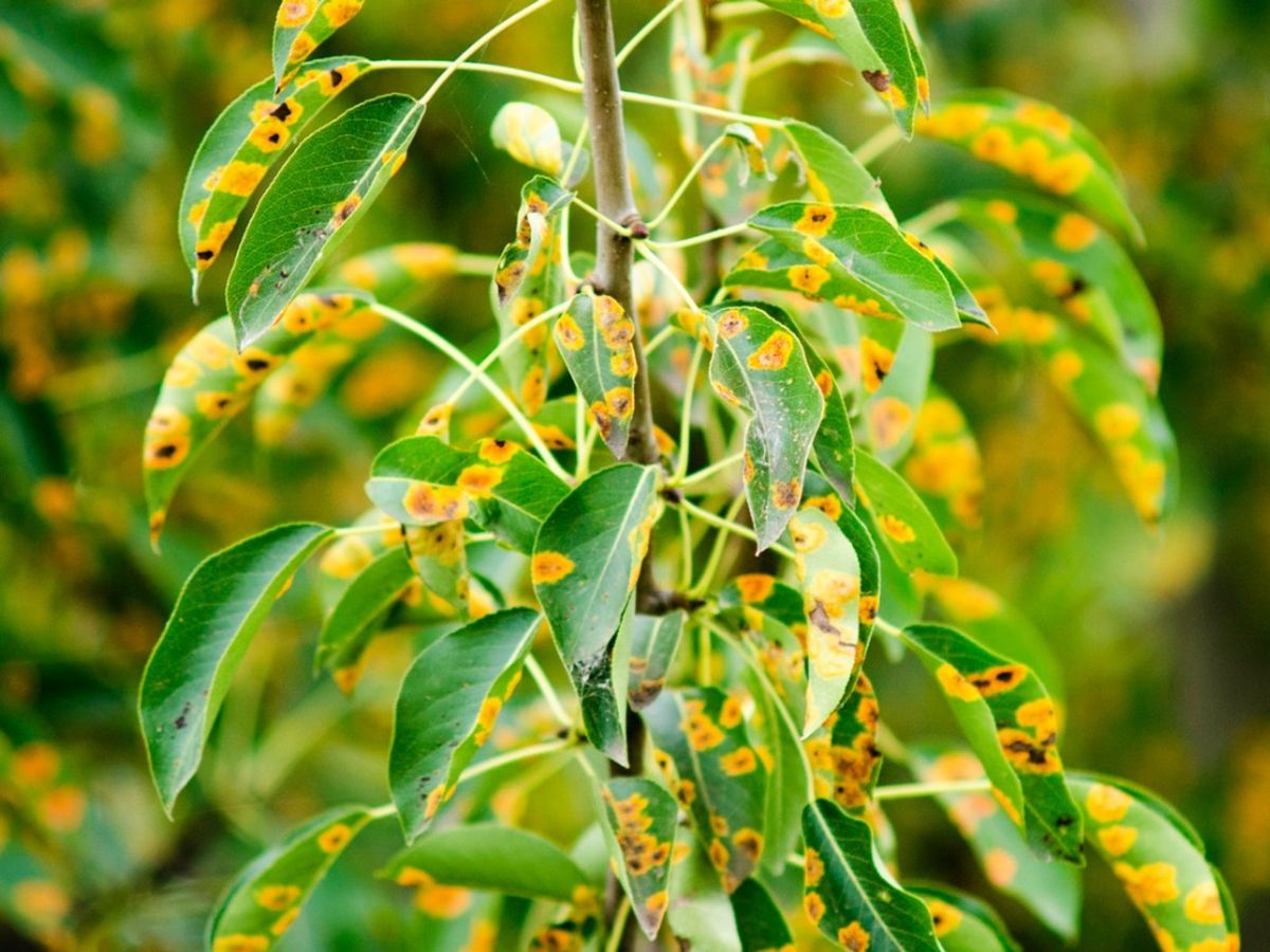 Rust Mite Control: Information For Treatment And Pruning Rust Mite ...