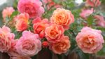 How and when to move a rose: step by step expert advice | Homes and Gardens