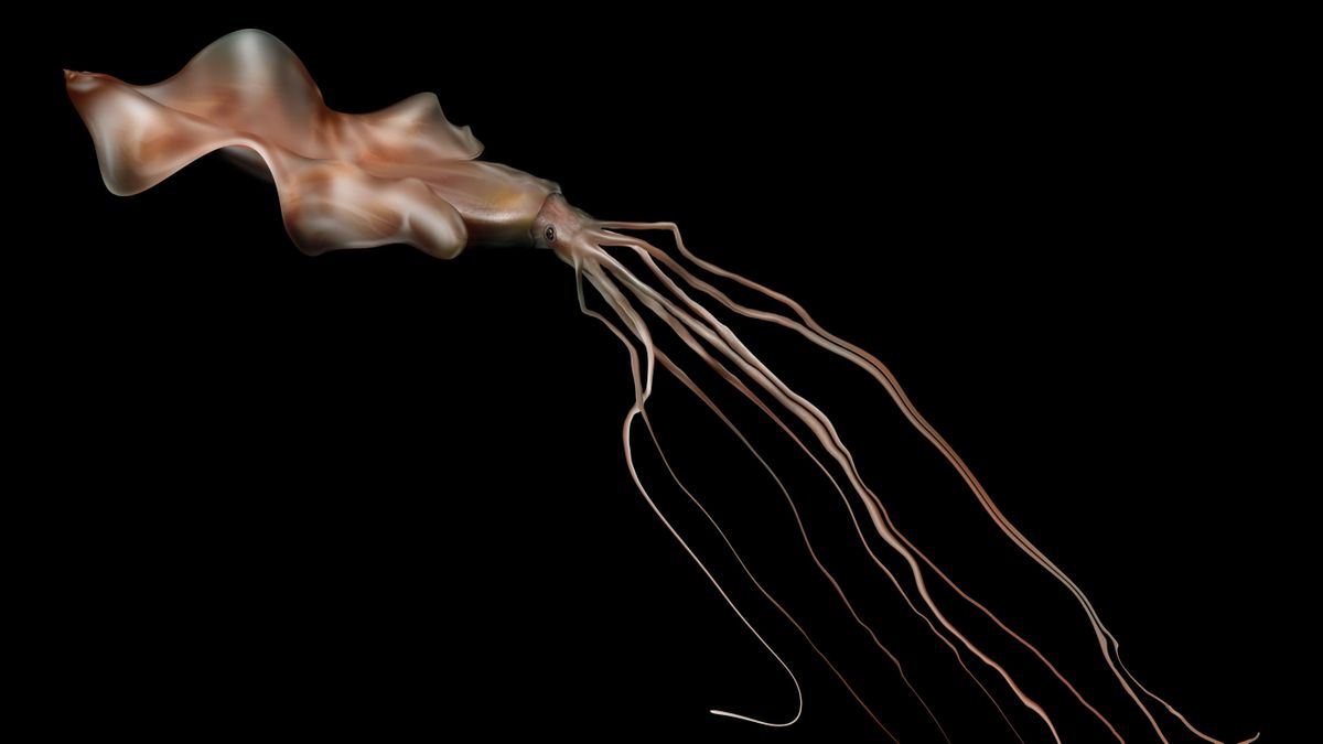 32 truly bizarre deep-sea creatures | Live Science
