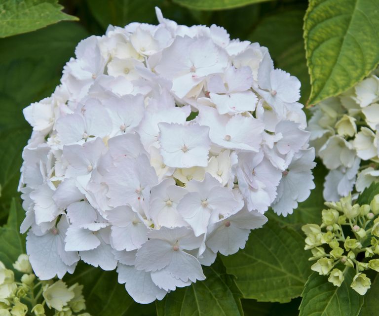Best hydrangea varieties: 15 great flowering shrubs to try | Homes and ...