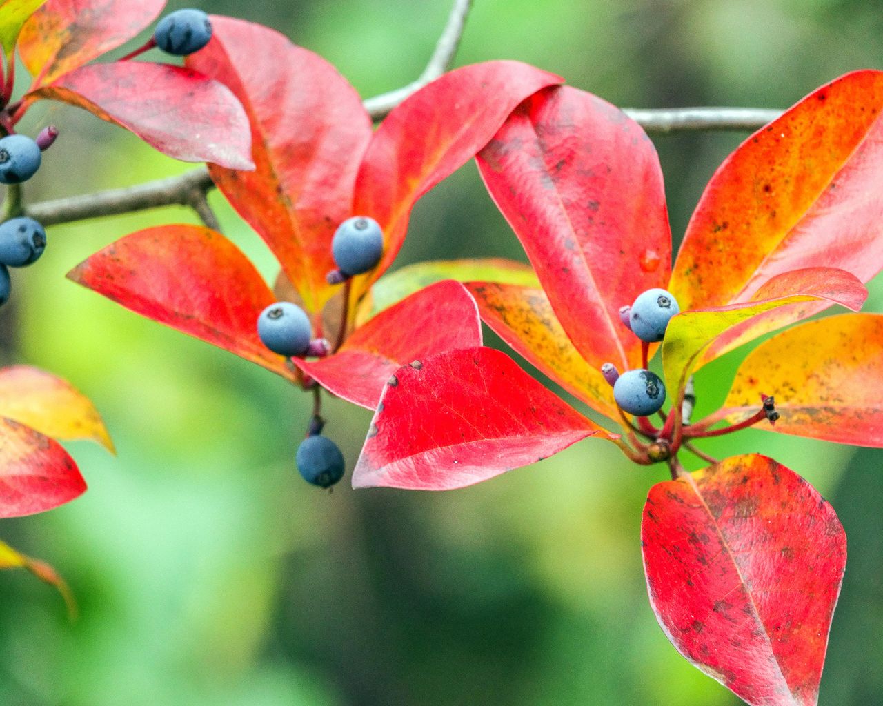 Best trees for fall color: create unbeatable autumn interest | Gardeningetc