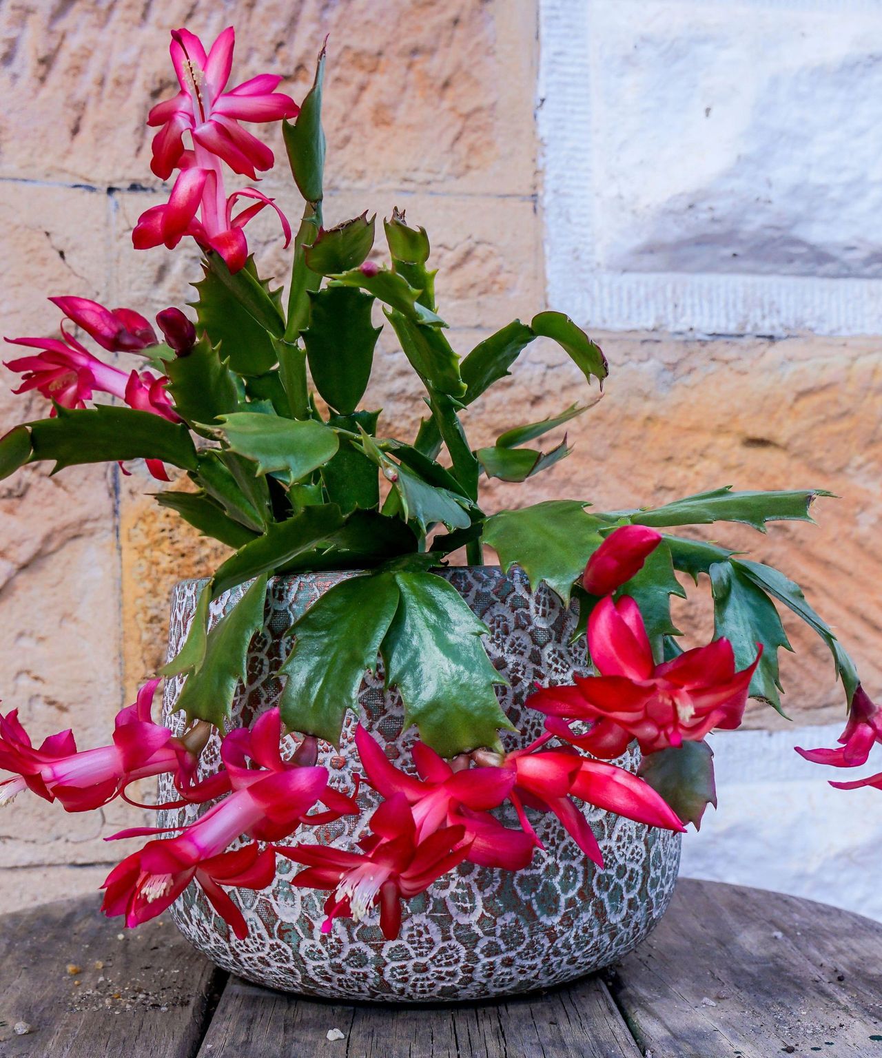 Will a Christmas cactus root in water? Easy steps to success | Homes ...
