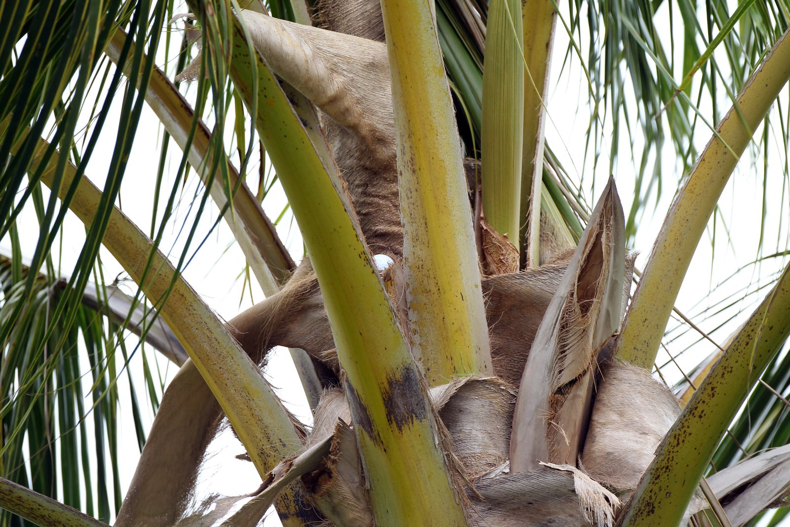 What Should You Do If Your Ball Gets Stuck Up A Tree? Here's What The ...