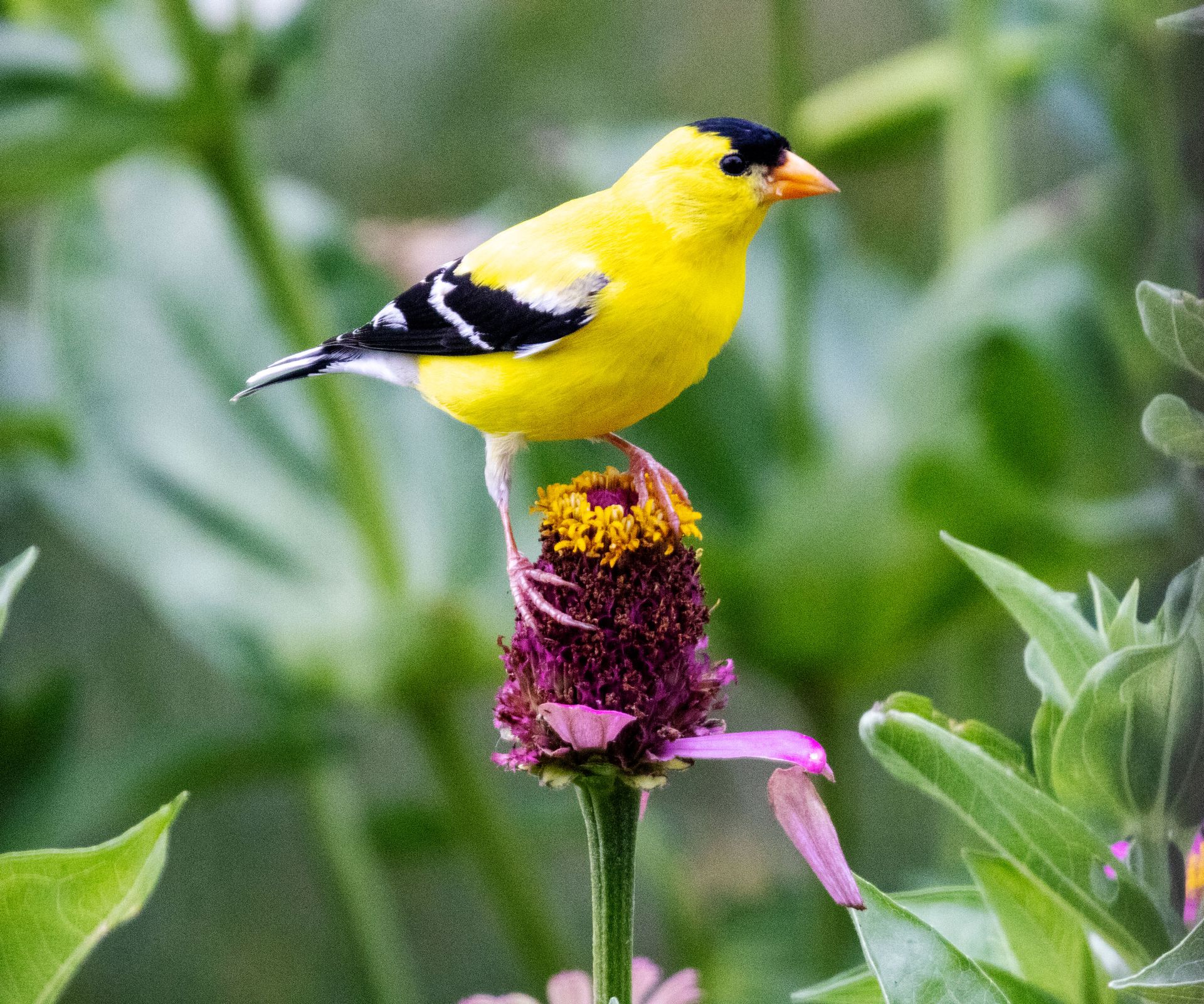 7 Of The Best Bird Seed Plants To Grow For Happier Wildlife | Gardening ...